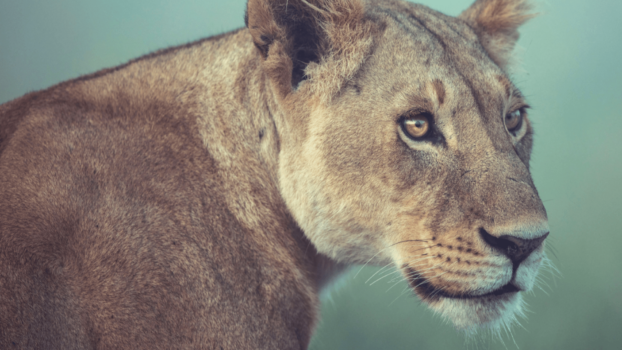 We Are Born Free - Since 1984 we have worked tirelessly for the ...