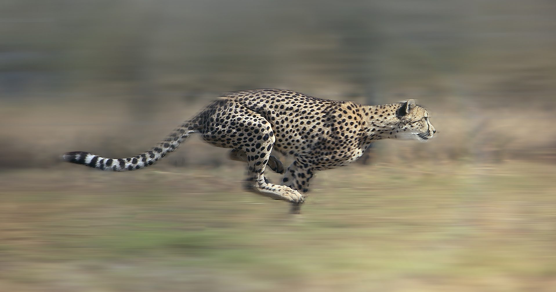 Run Wild for charity - Born Free