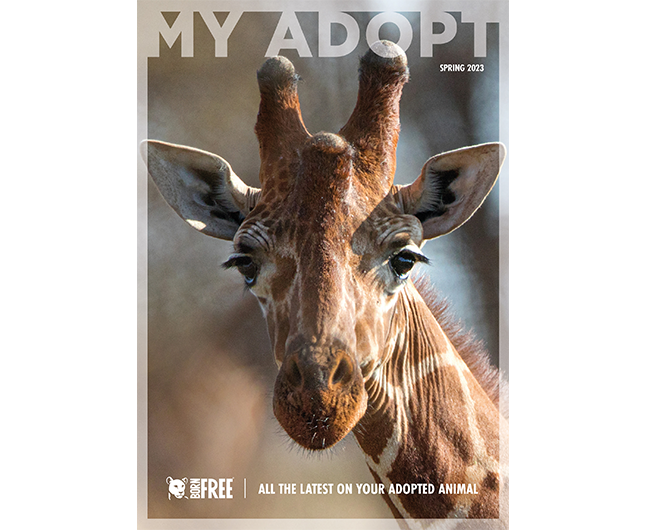 Adopt a Giraffe | Adoption Pack Included - Born Free