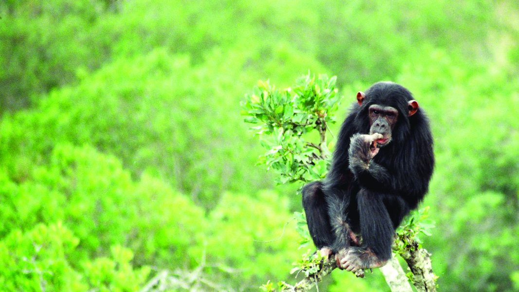 Chimpanzee Conservation | You Can Help Save Chimpanzees - Born Free