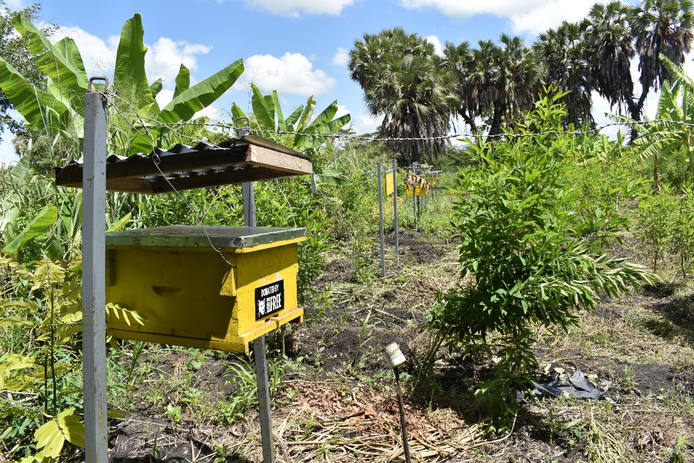 African Elephant Conservation | Help Save The Elephants - Born Free