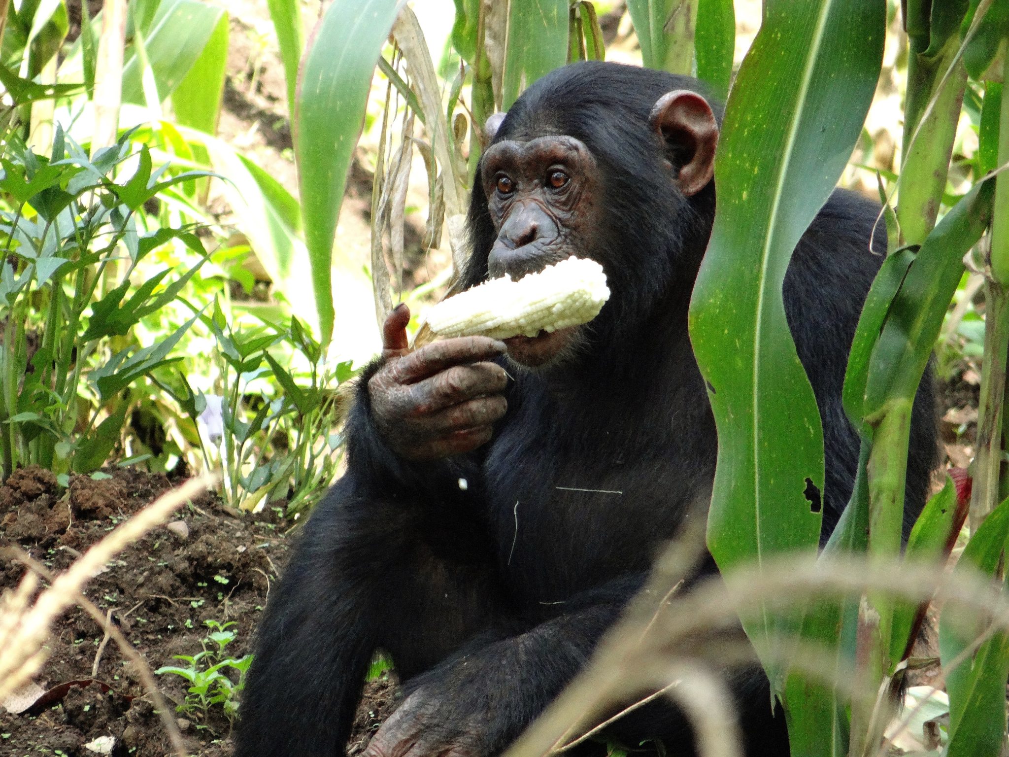 Chimpanzee Conservation | You Can Help Save Chimpanzees - Born Free