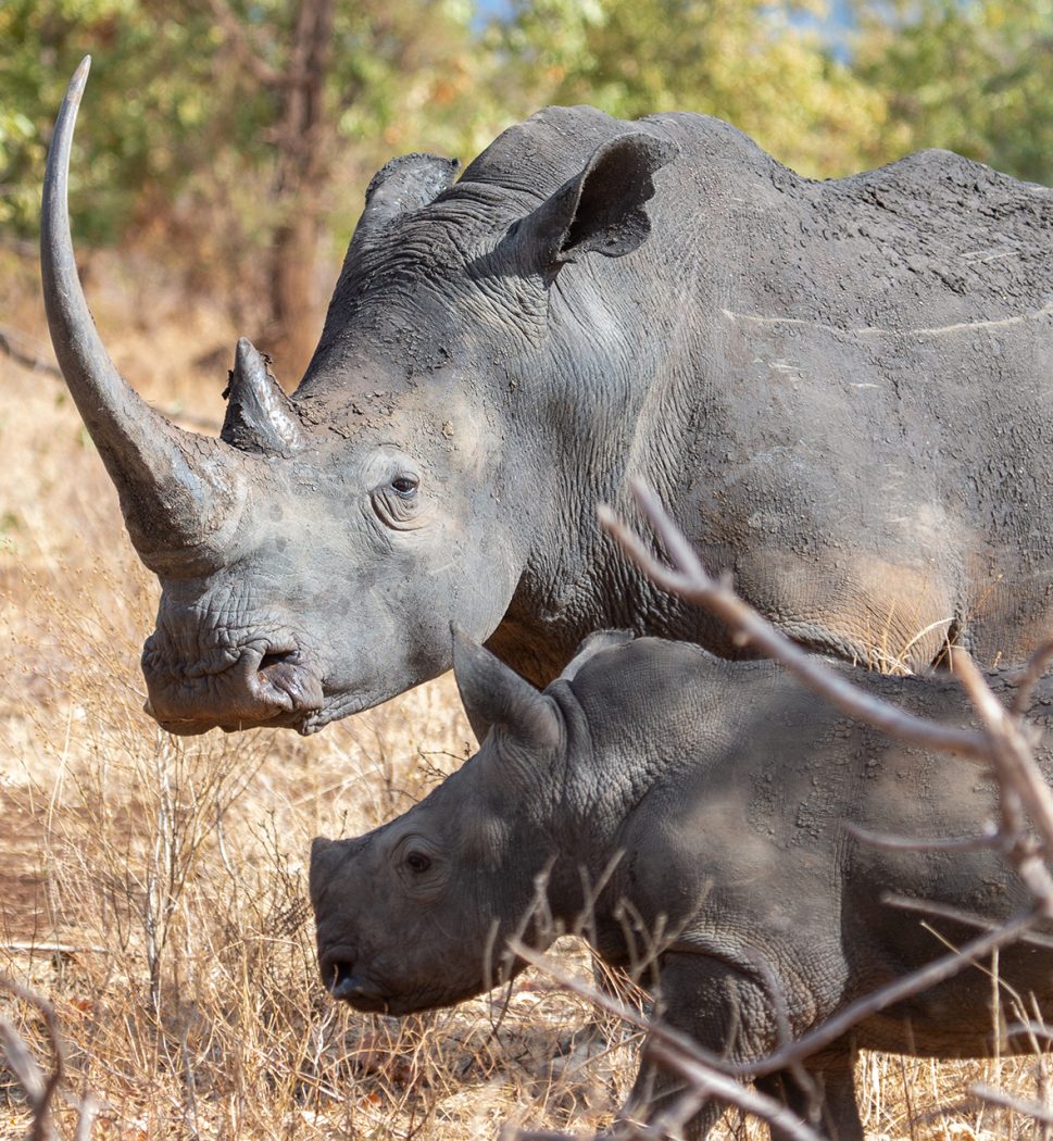Everything you need to know about rhinos - Born Free