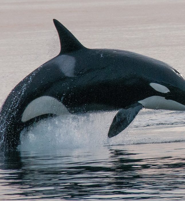 Adopt An Animal Today - Born Free