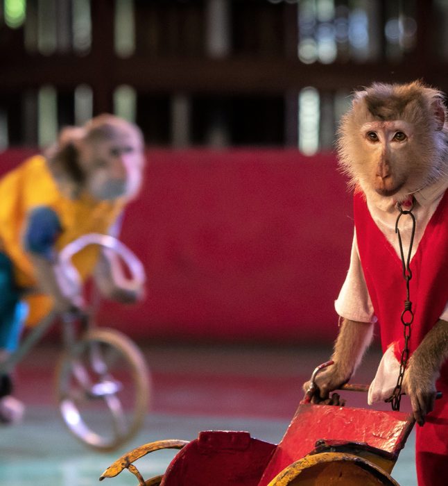 Circuses & Performing Animals - Born Free