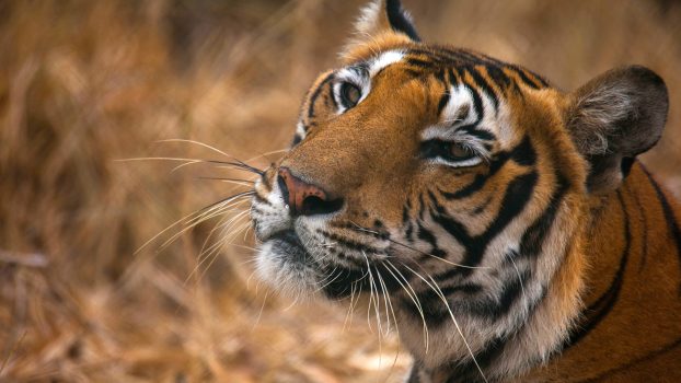 Adopt an Animal Today | Adoption Pack Included - Born Free