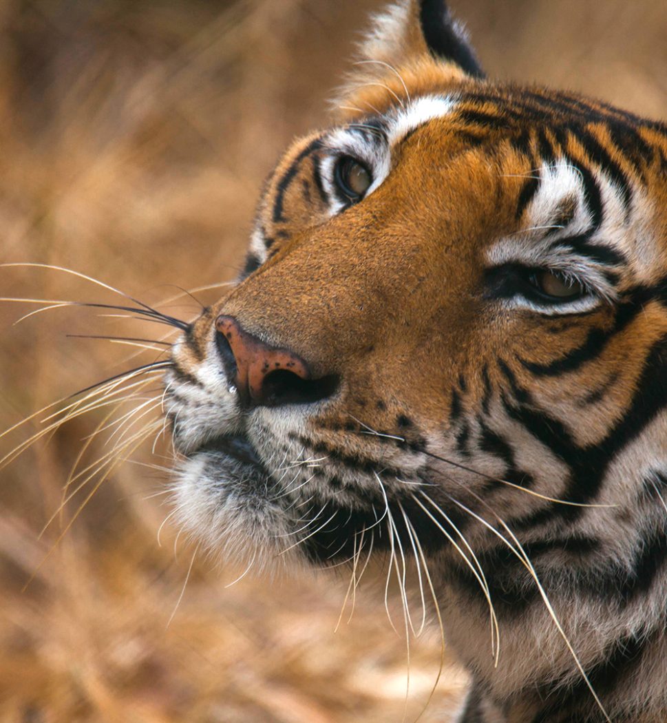 Adopt an Animal Today | Adoption Pack Included - Born Free