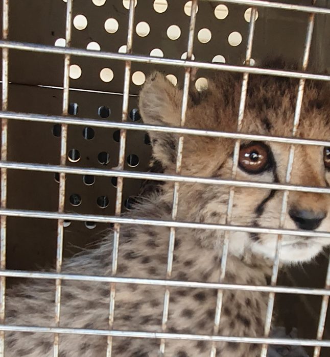 Cheetah | Facts about cheetahs you need to know - Born Free