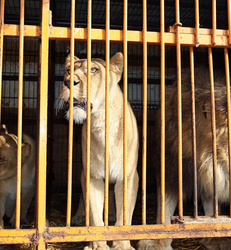 Circuses & Performing Animals - Born Free