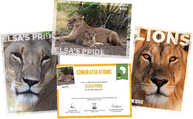 Adopt a Lion | Adoption Pack Included - Born Free