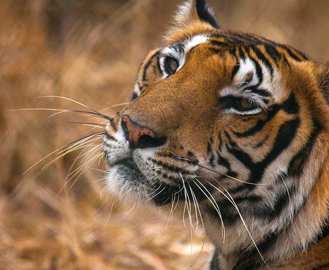 Tiger | Facts about tigers you need to know - Born Free