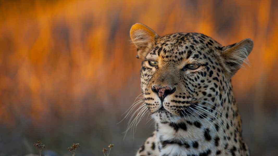 Adopt a Leopard | Adoption Pack Included - Born Free