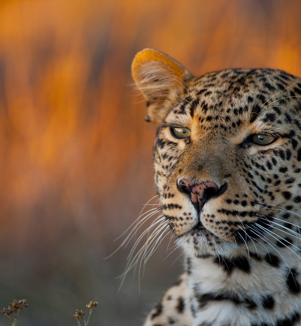 Adopt An Animal Today - Born Free