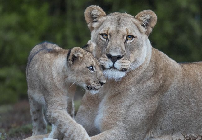 Lion Conservation | You Can Help Save The Lions - Born Free