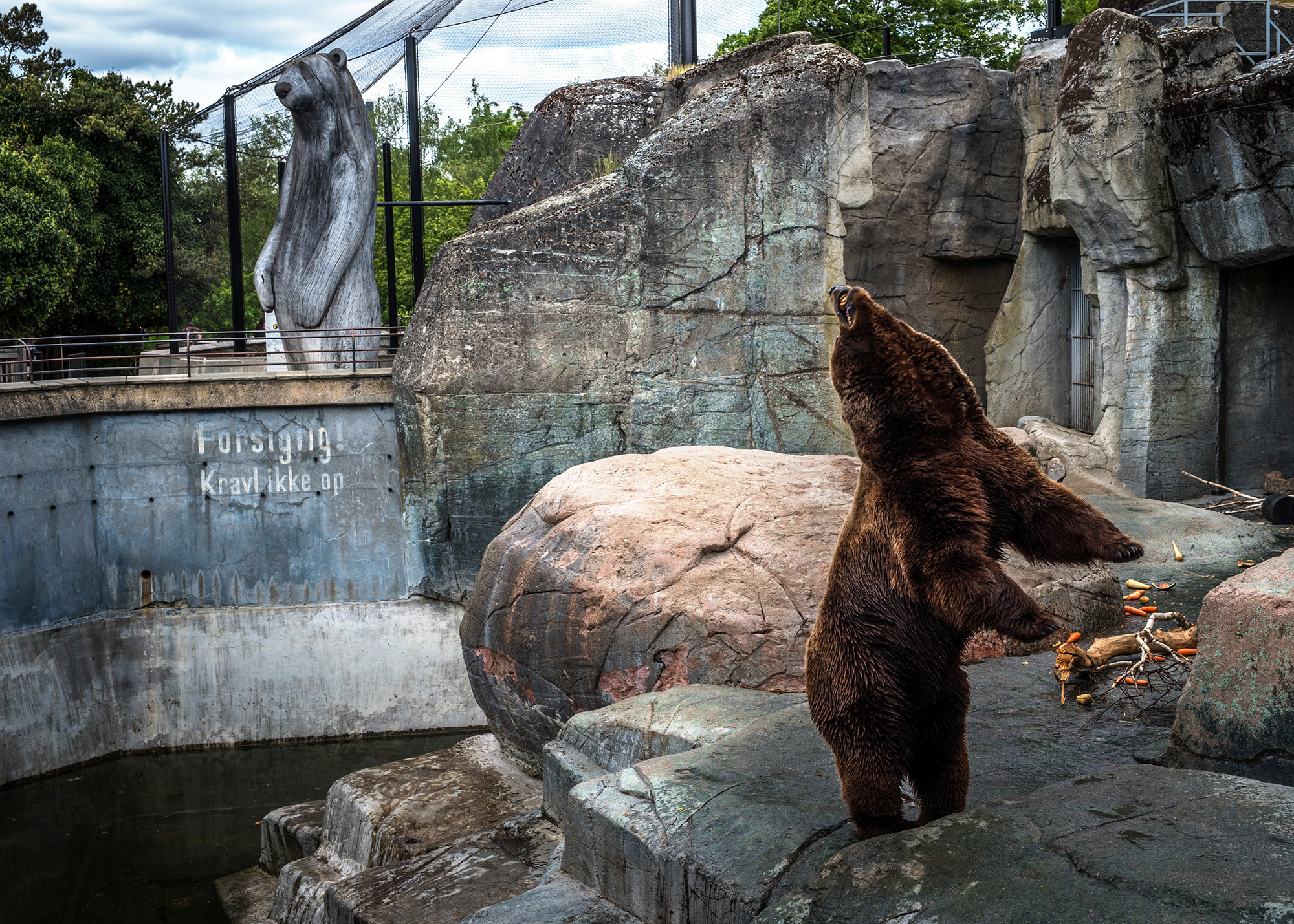 Abnormal behaviour in captive animals: What is zoochosis? - Born Free