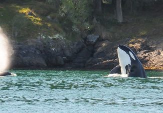Adopt an Orca | Adoption Pack Included - Born Free