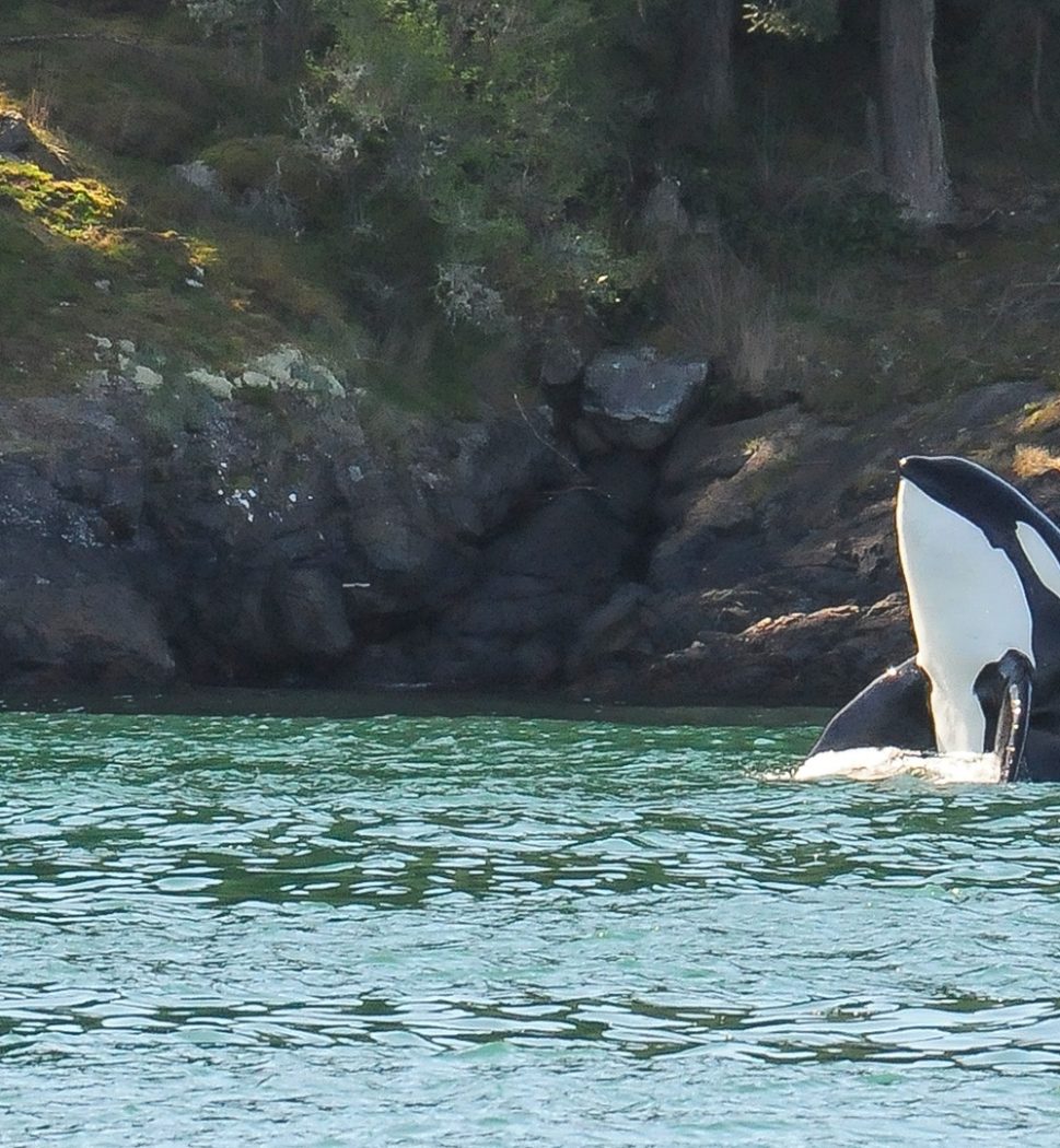 Everything you need to know about orcas - Born Free