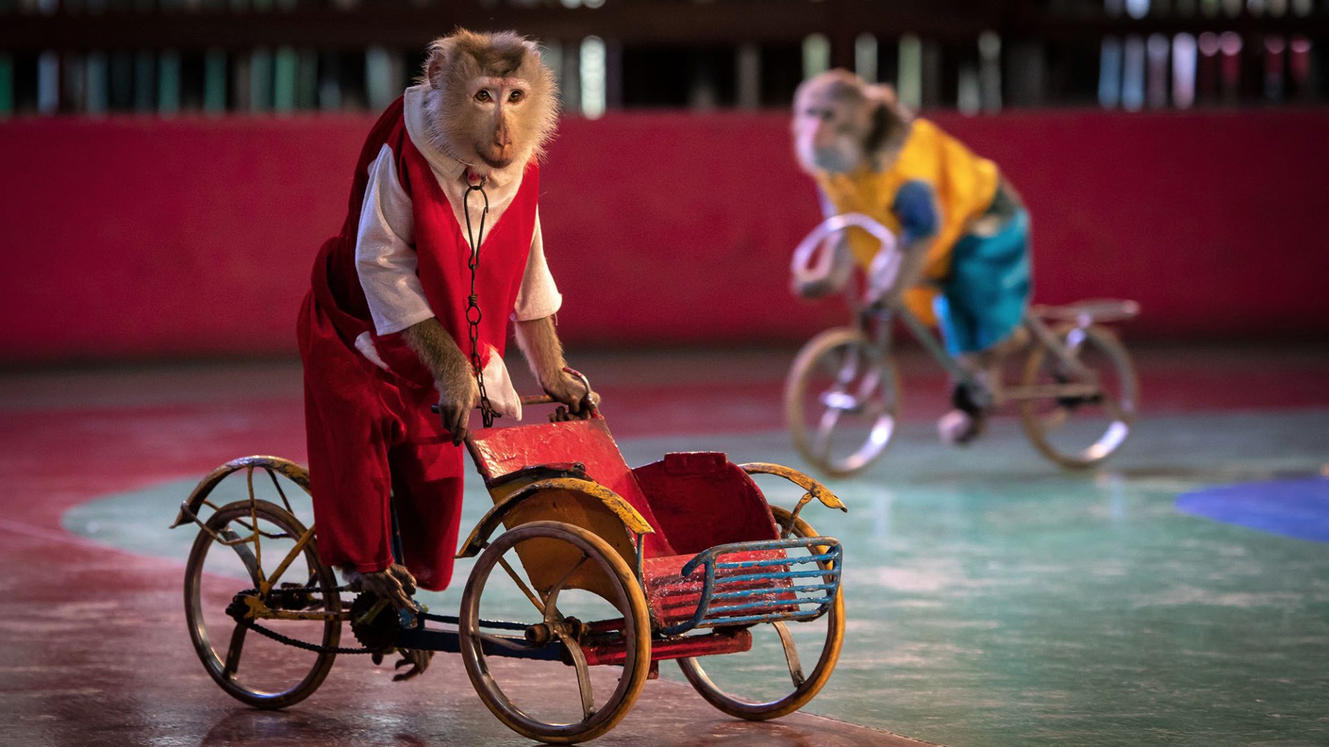 Circuses & Performing Animals - Born Free