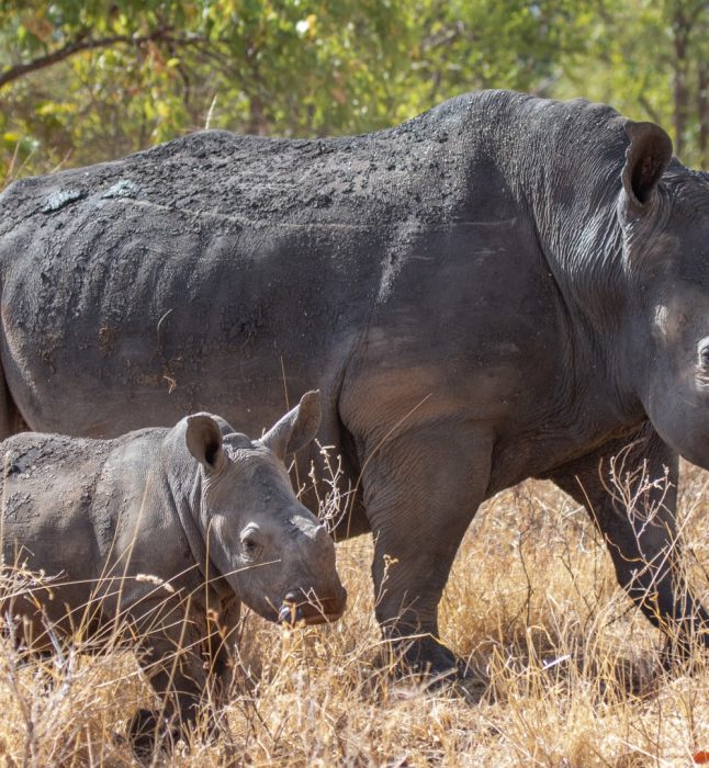 About Us - Find out more about Born Free - Born Free