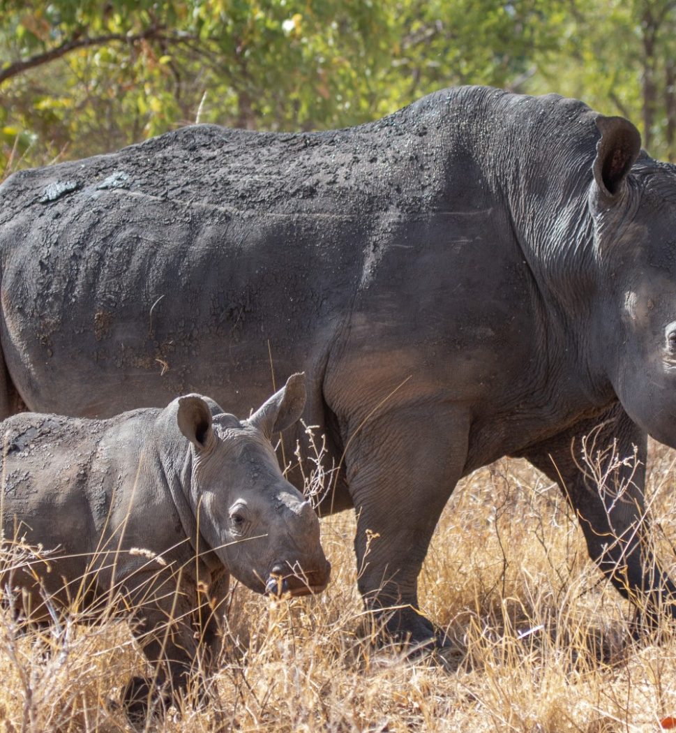 About Us - Find out more about Born Free - Born Free