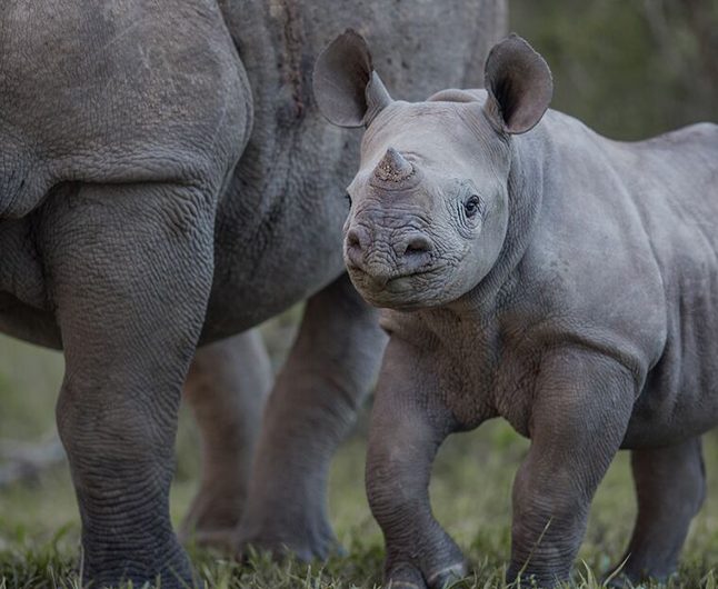 Everything you need to know about rhinos - Born Free