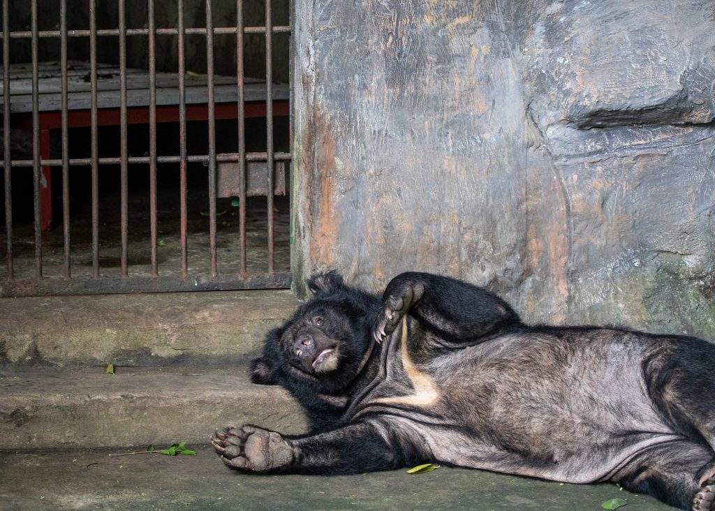 Global Zoos and Aquaria - Born Free