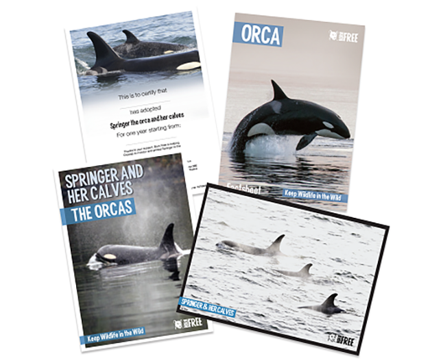 Adopt an Orca | Adoption Pack Included - Born Free