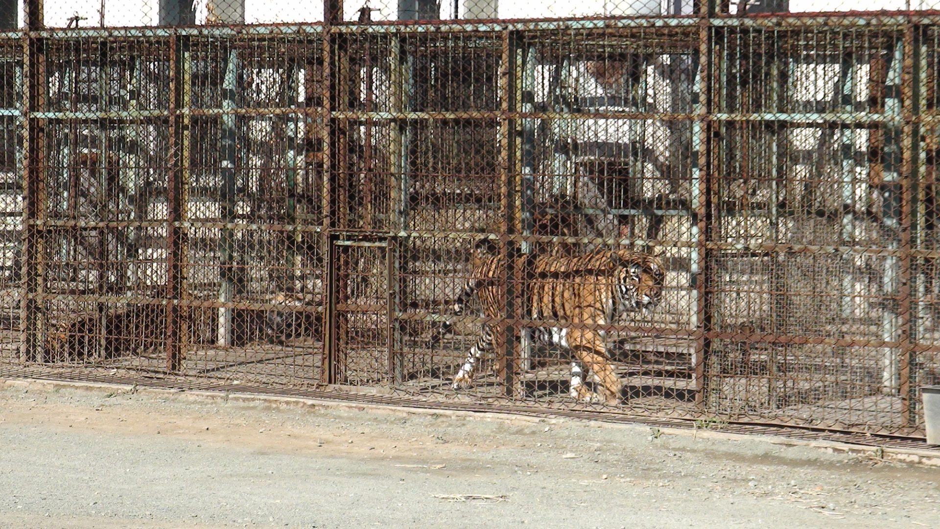 Tiger Farming - Born Free