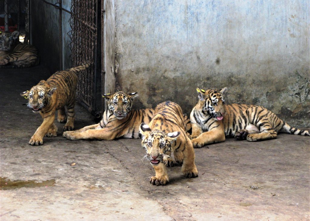 Tiger Farming - Born Free