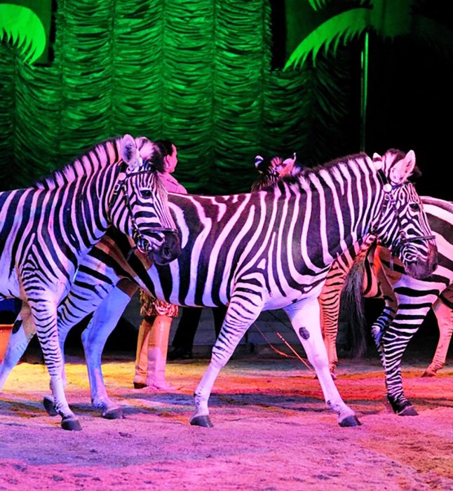 Circuses & Performing Animals - Born Free