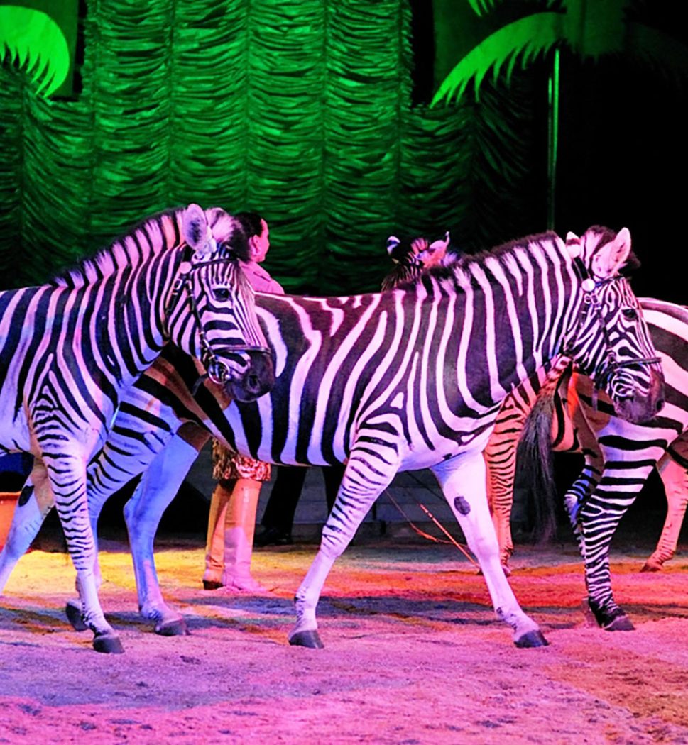 Everything you need to know about zebras - Born Free