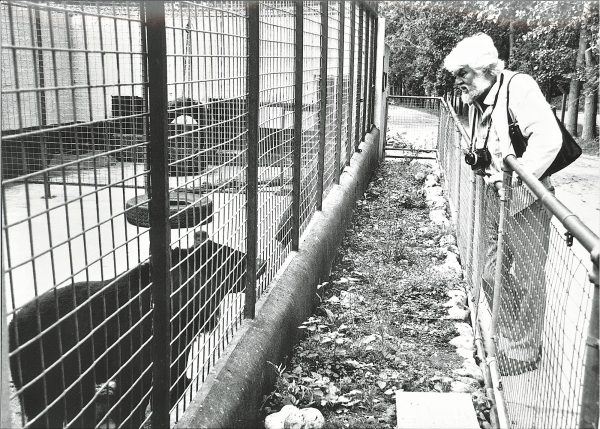 Abnormal behaviour in captive animals: What is zoochosis? - Born Free