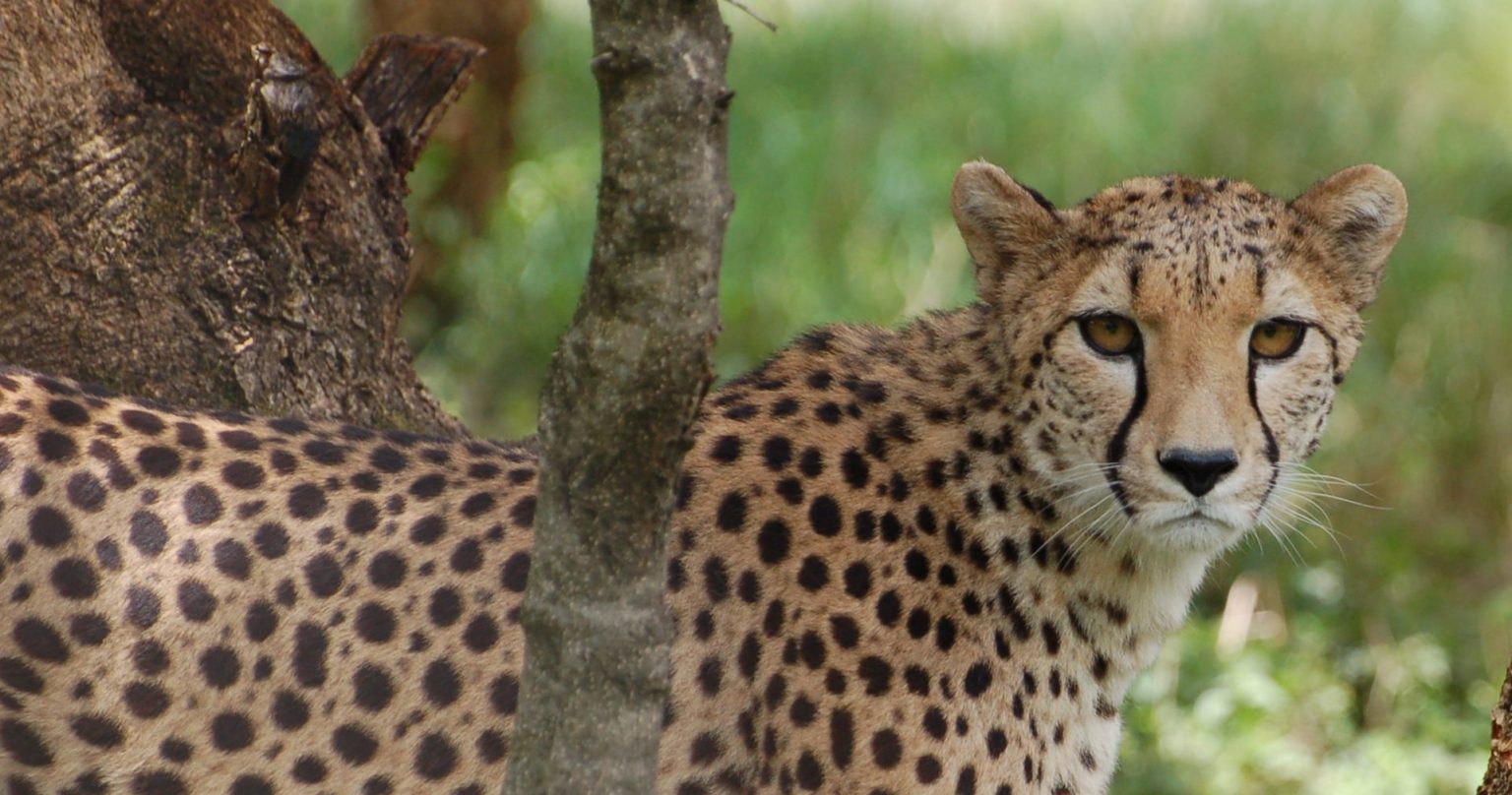20 fun and interesting cheetah facts - Born Free