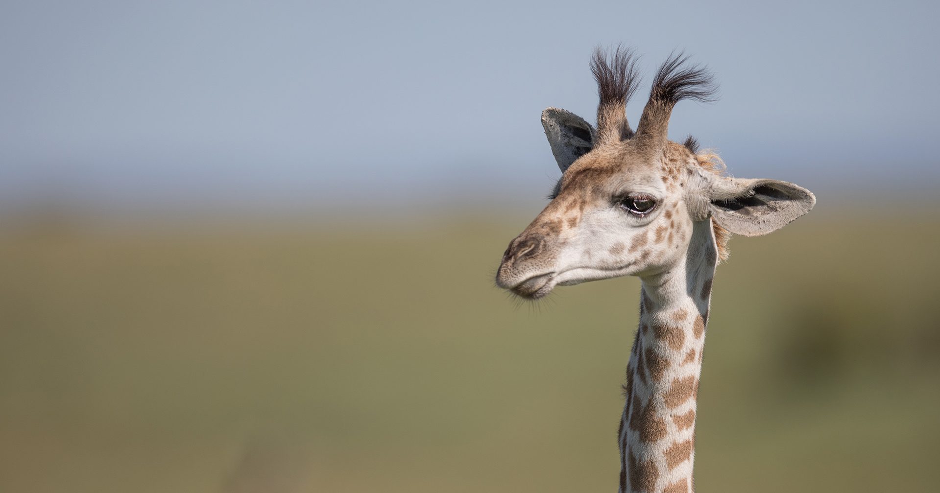 Adopt a Giraffe | Adoption Pack Included - Born Free