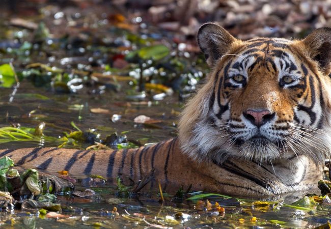 Tiger | Facts about tigers you need to know - Born Free