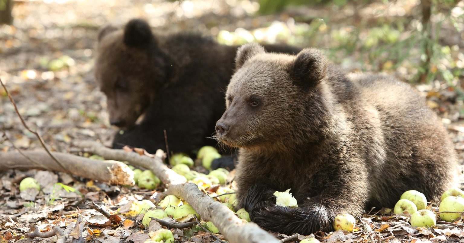 Everything you need to know about Brown Bears - Born Free