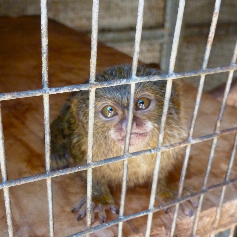 Keeping Primates As Pets - Born Free