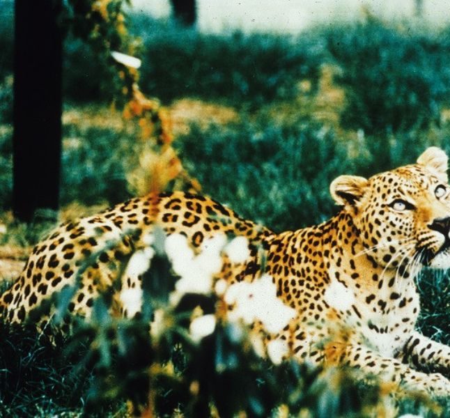 Leopard | Facts about Leopards you need to know - Born Free