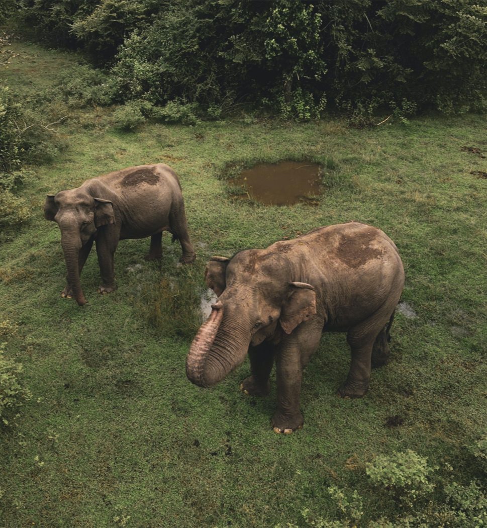 Asian Elephants - Born Free