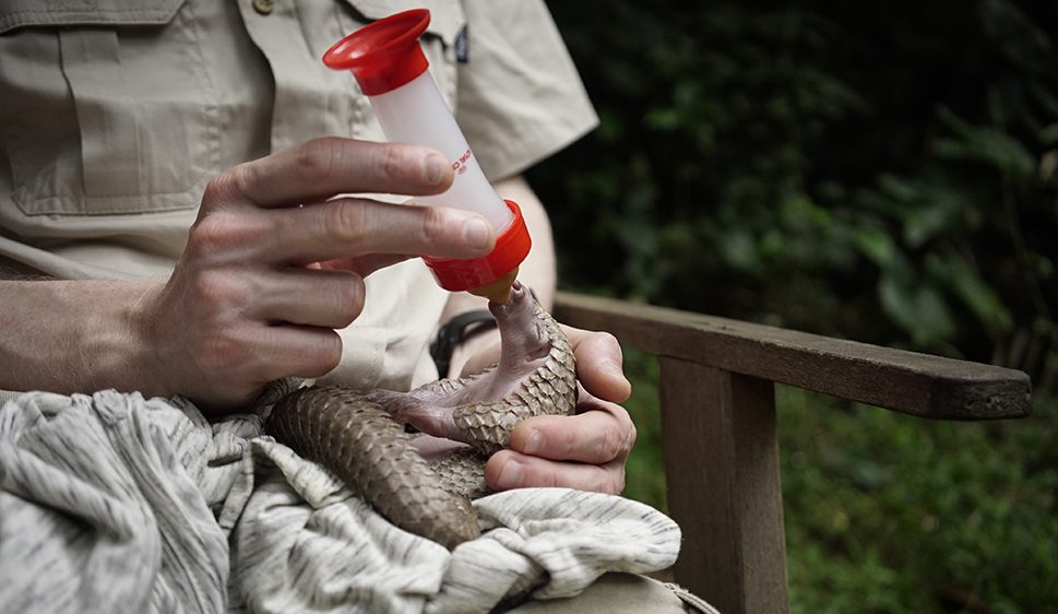 Everything you need to know about Chinese pangolins - Born Free