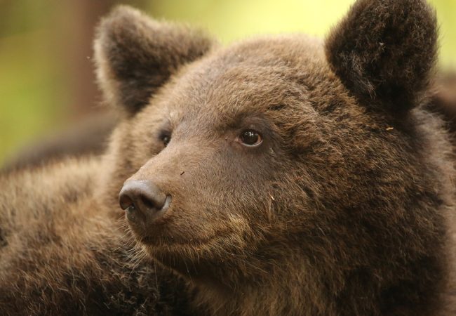 Everything you need to know about Brown Bears - Born Free