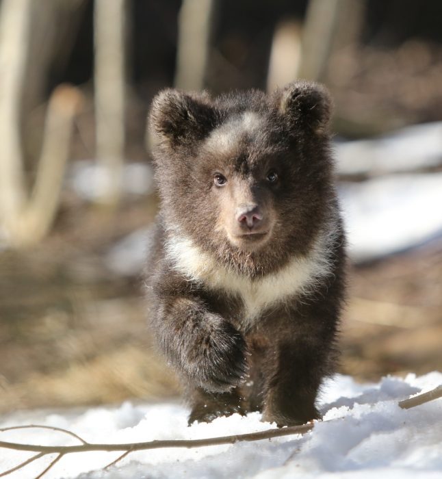 Everything you need to know about Brown Bears - Born Free
