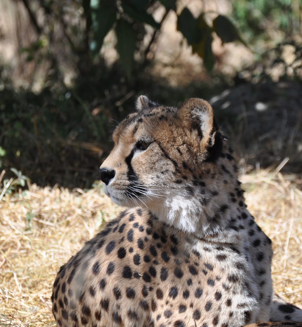 Cheetah | Facts about cheetahs you need to know - Born Free