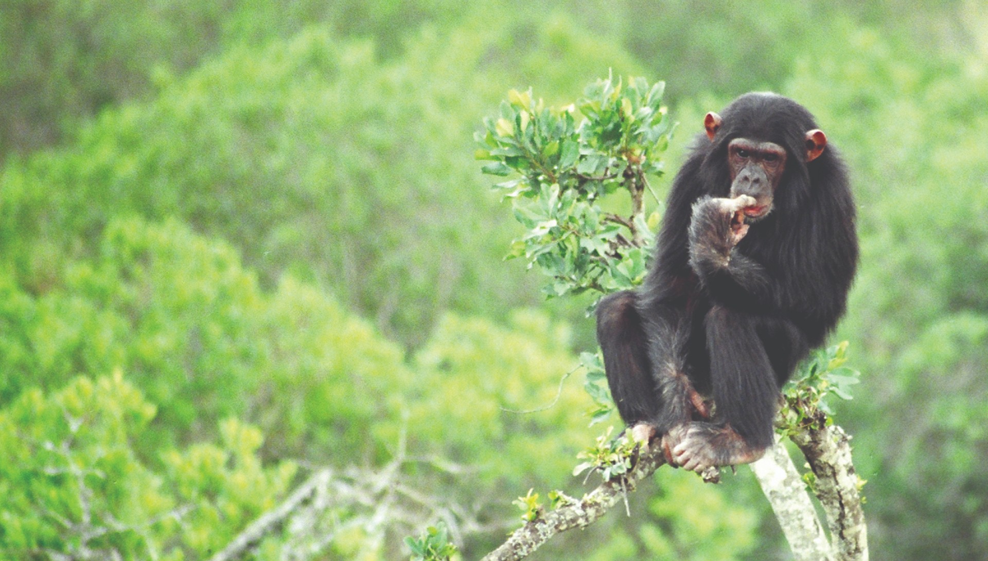 Chimpanzee Conservation | You Can Help Save Chimpanzees - Born Free