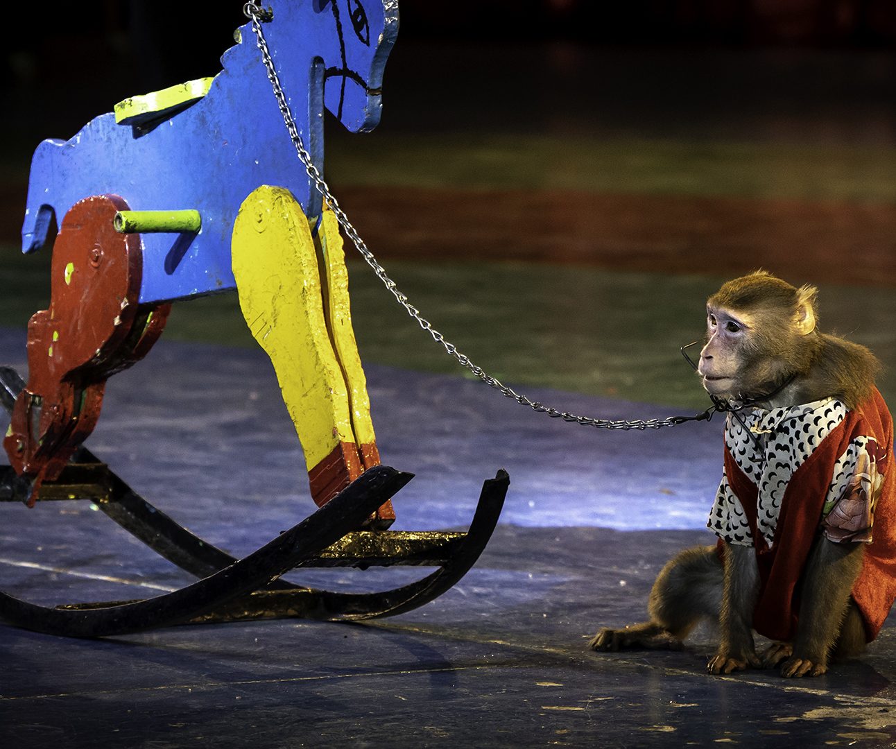 Captive Wild Animals Used in Entertainment - Born Free