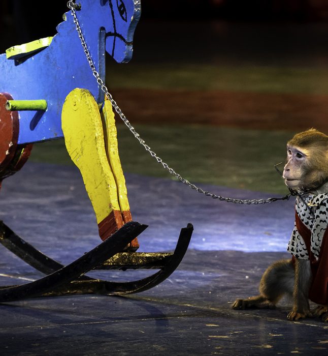 Captive Wild Animals Used in Entertainment - Born Free