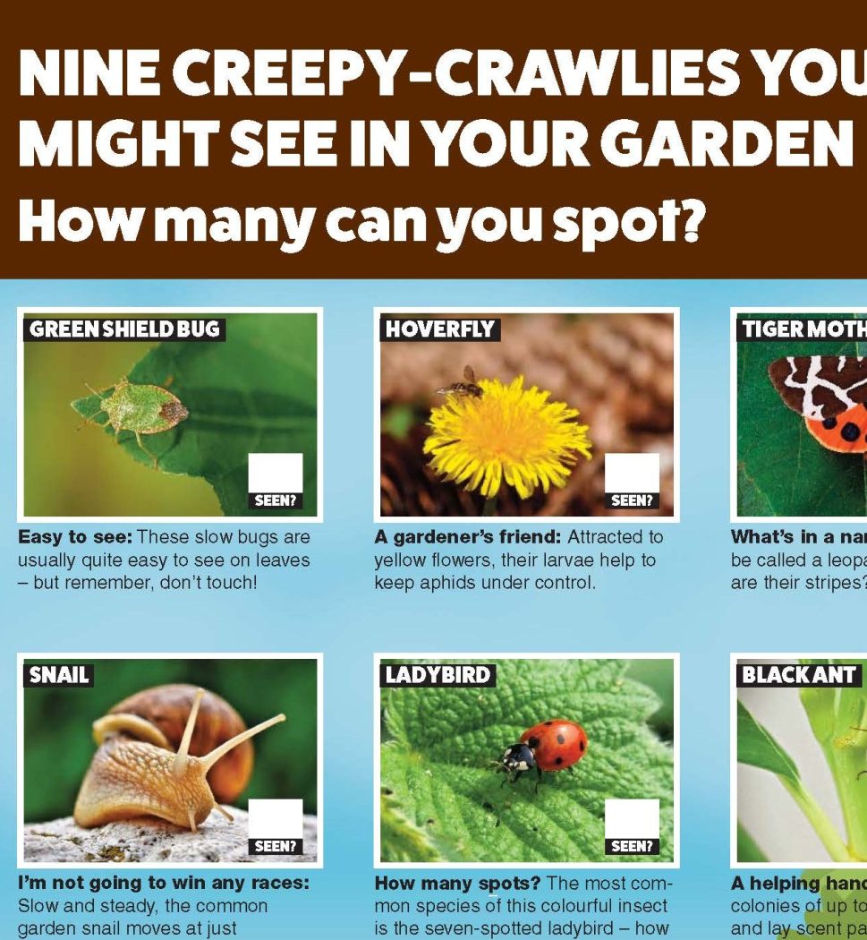 Wildlife Activities - Born Free