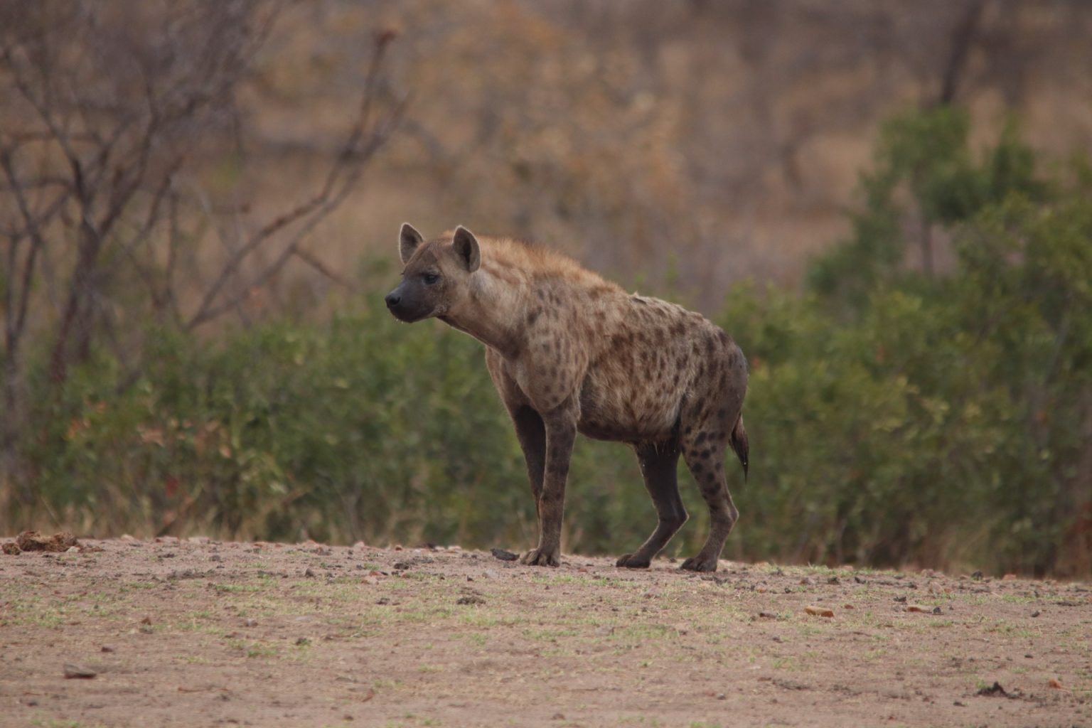 Everything you need to know about spotted hyenas - Born Free