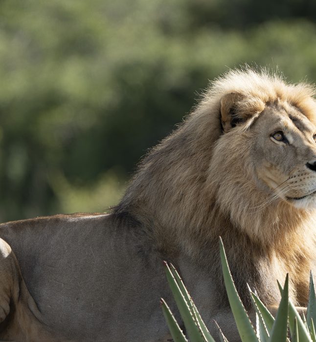 Adopt An Animal Today - Born Free