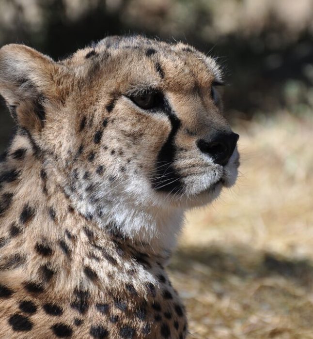 Adoption Renewals - Born Free